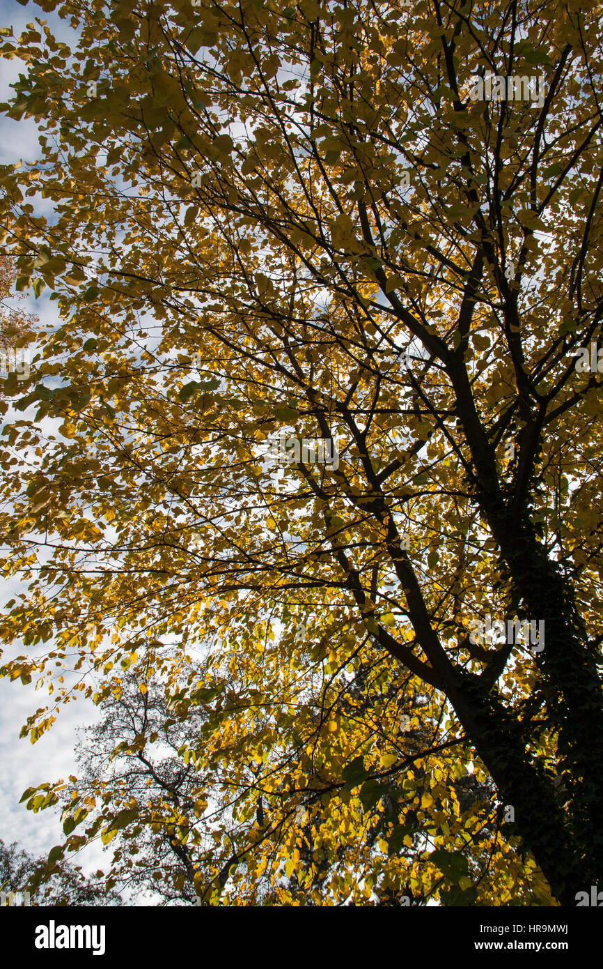Tree top beauty hi-res stock photography and images - Alamy