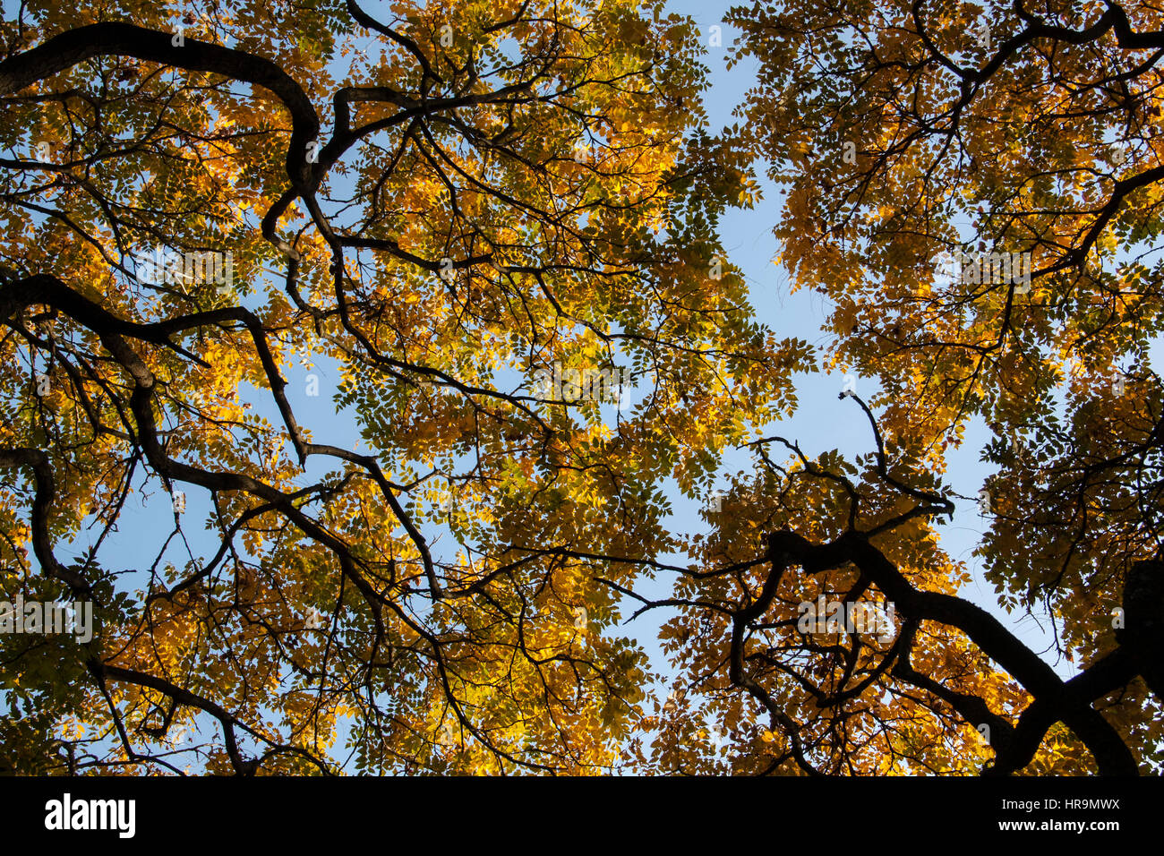 tree top in the autumn Stock Photo - Alamy