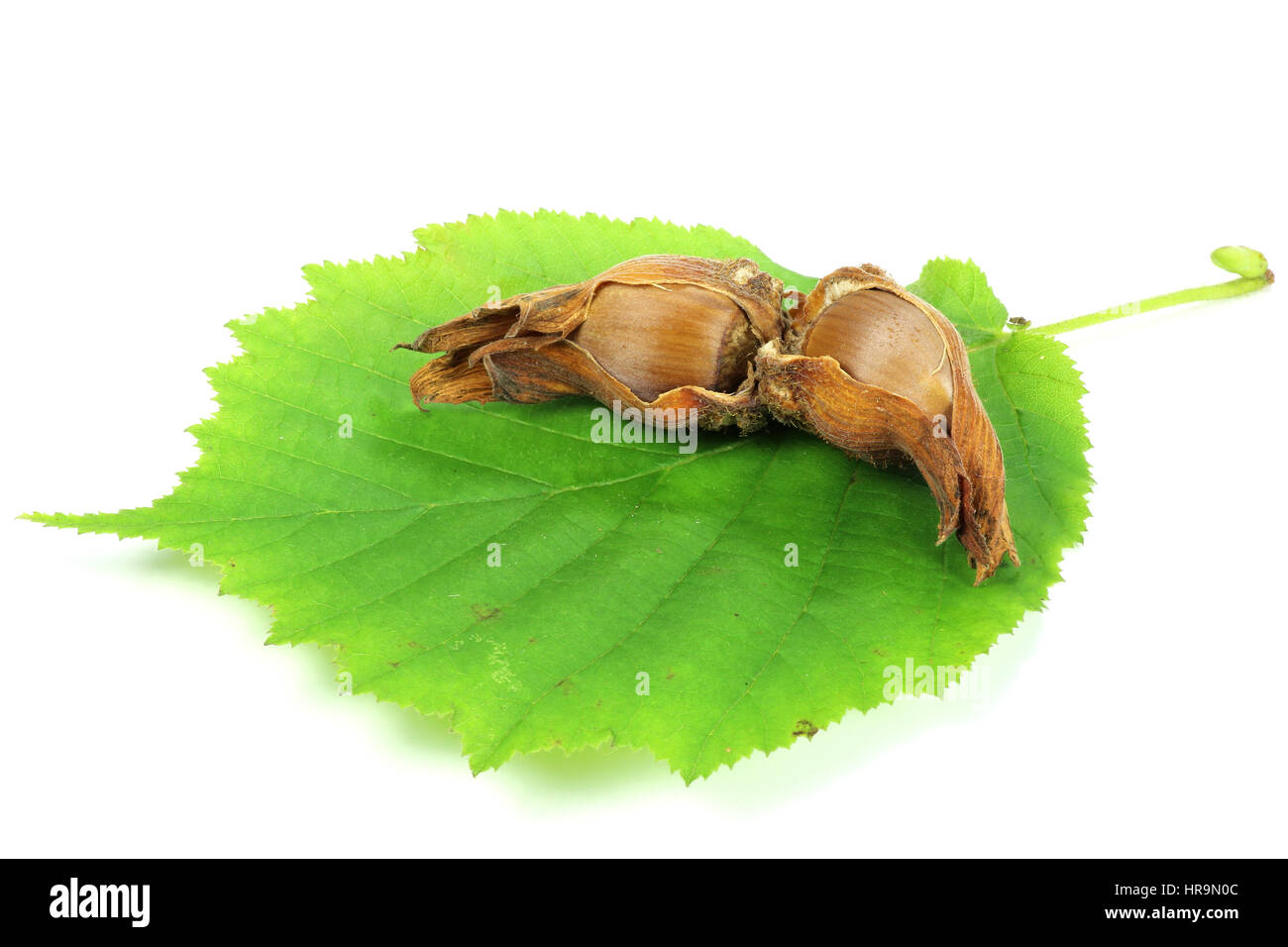 Hazel nuts isolated white hi-res stock photography and images - Alamy