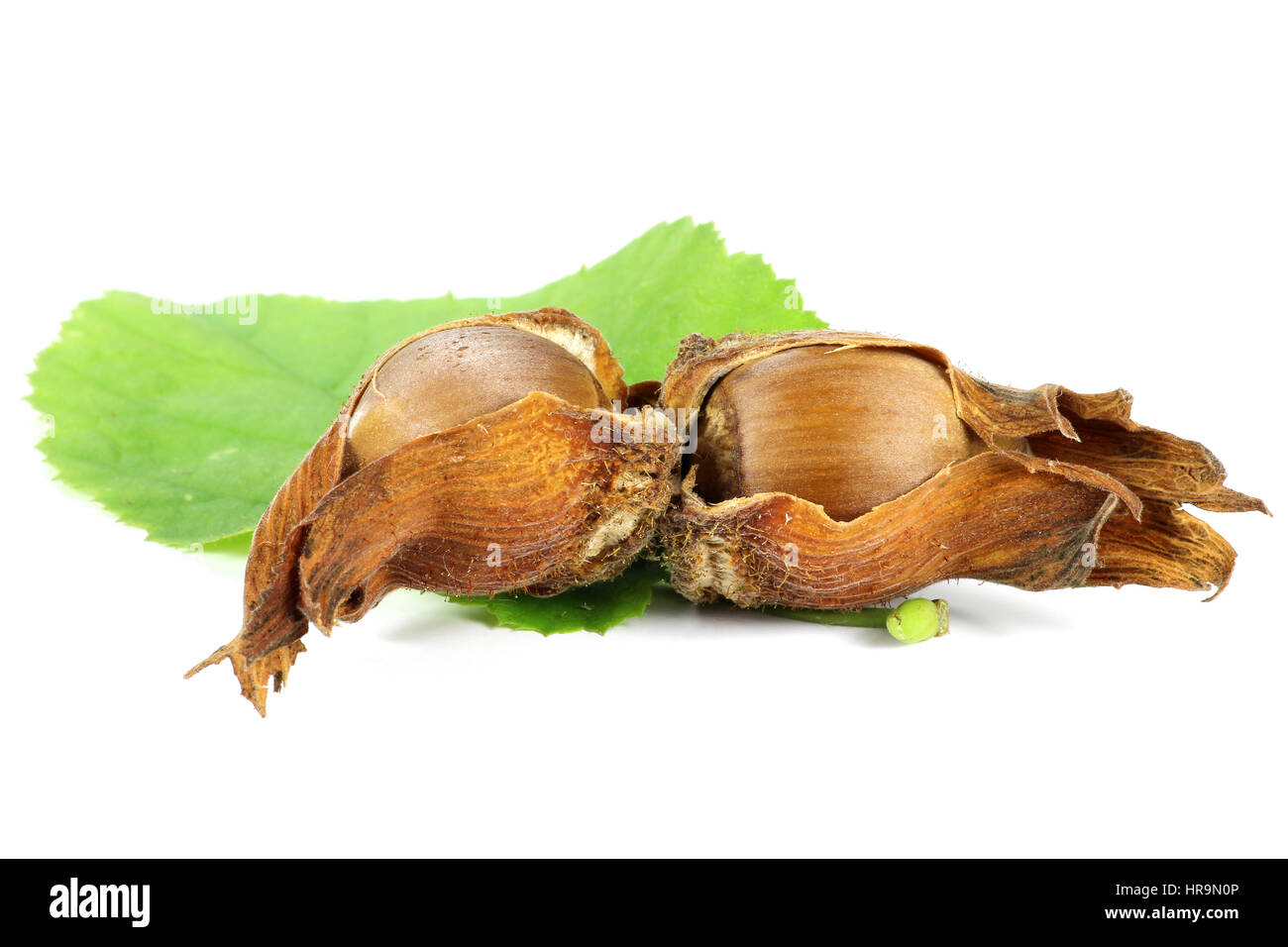 hazelnuts isolated on white background Stock Photo - Alamy