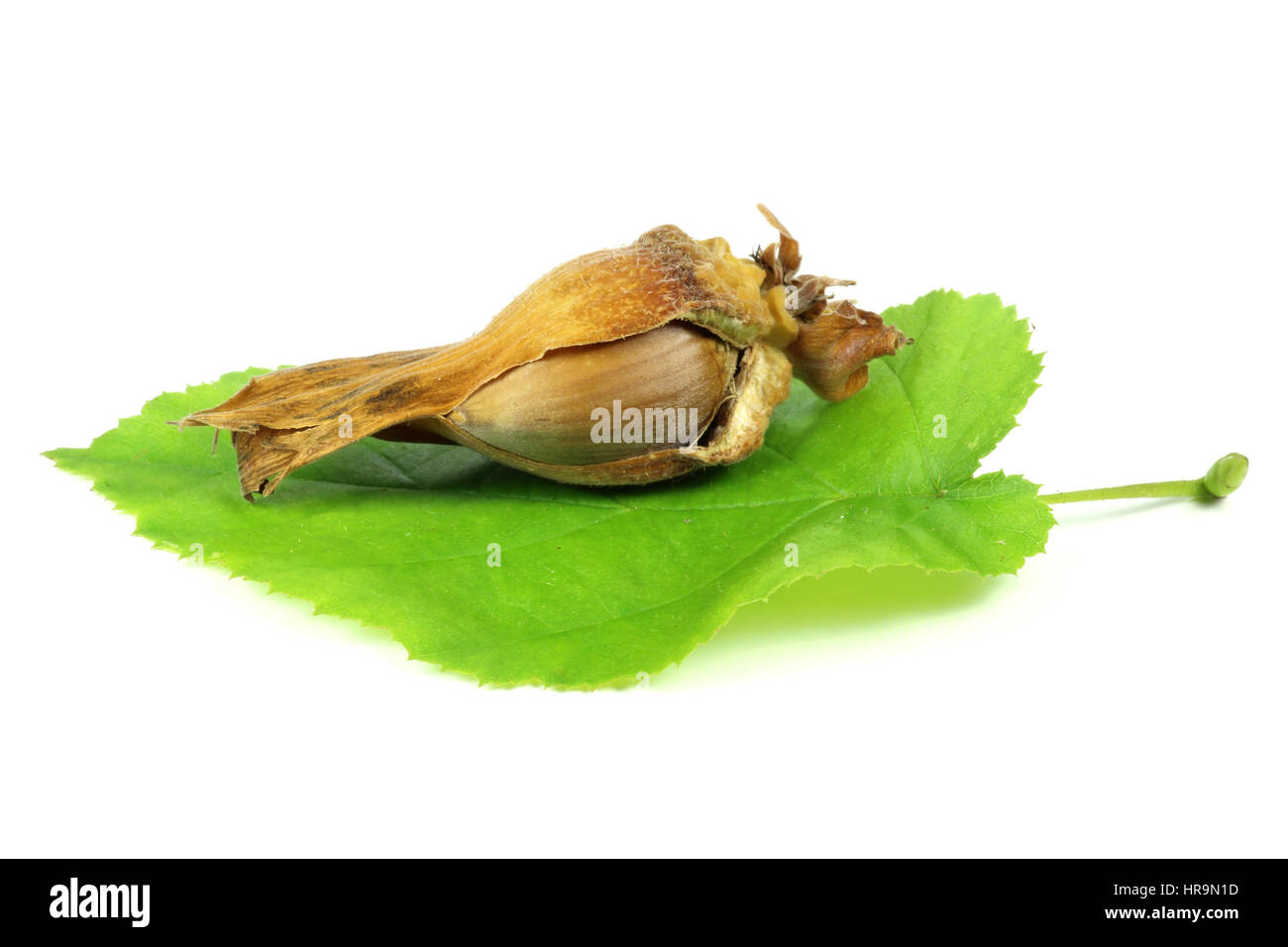 Hazelnut in shell hi-res stock photography and images - Alamy