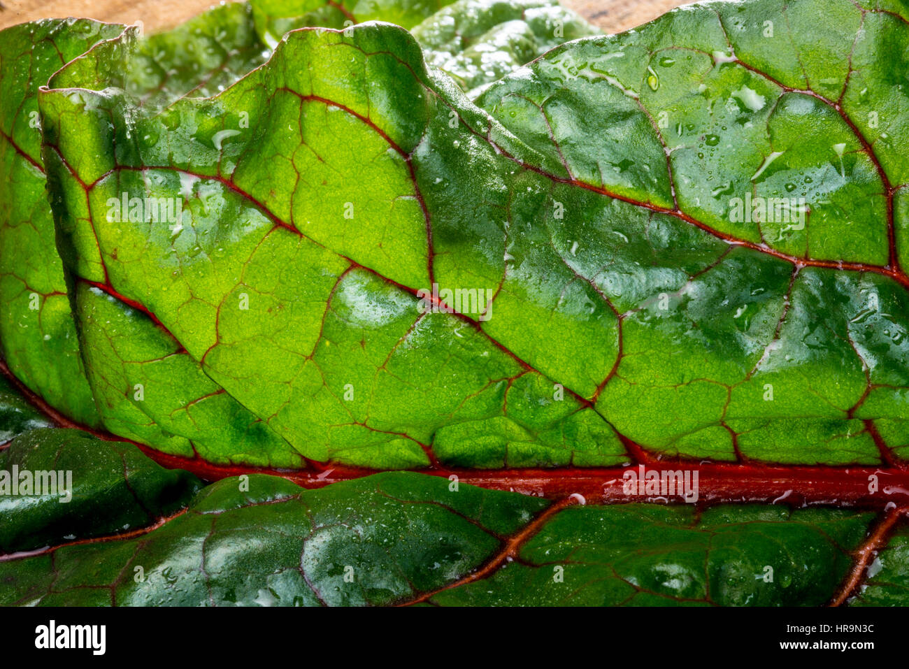red and green swiss chard leaf Stock Photo - Alamy