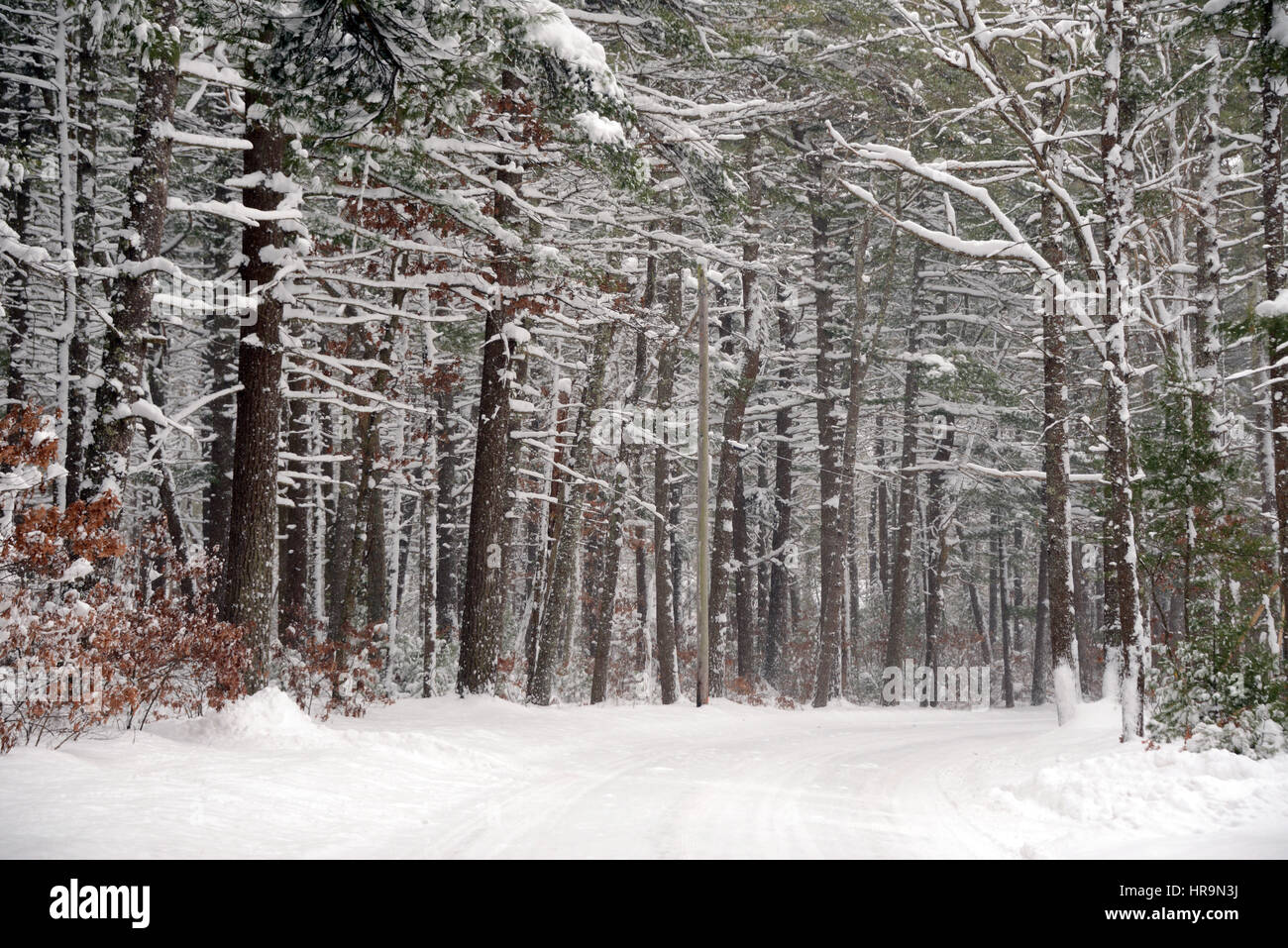 wooded snow covered road during a snowstorm Stock Photo - Alamy