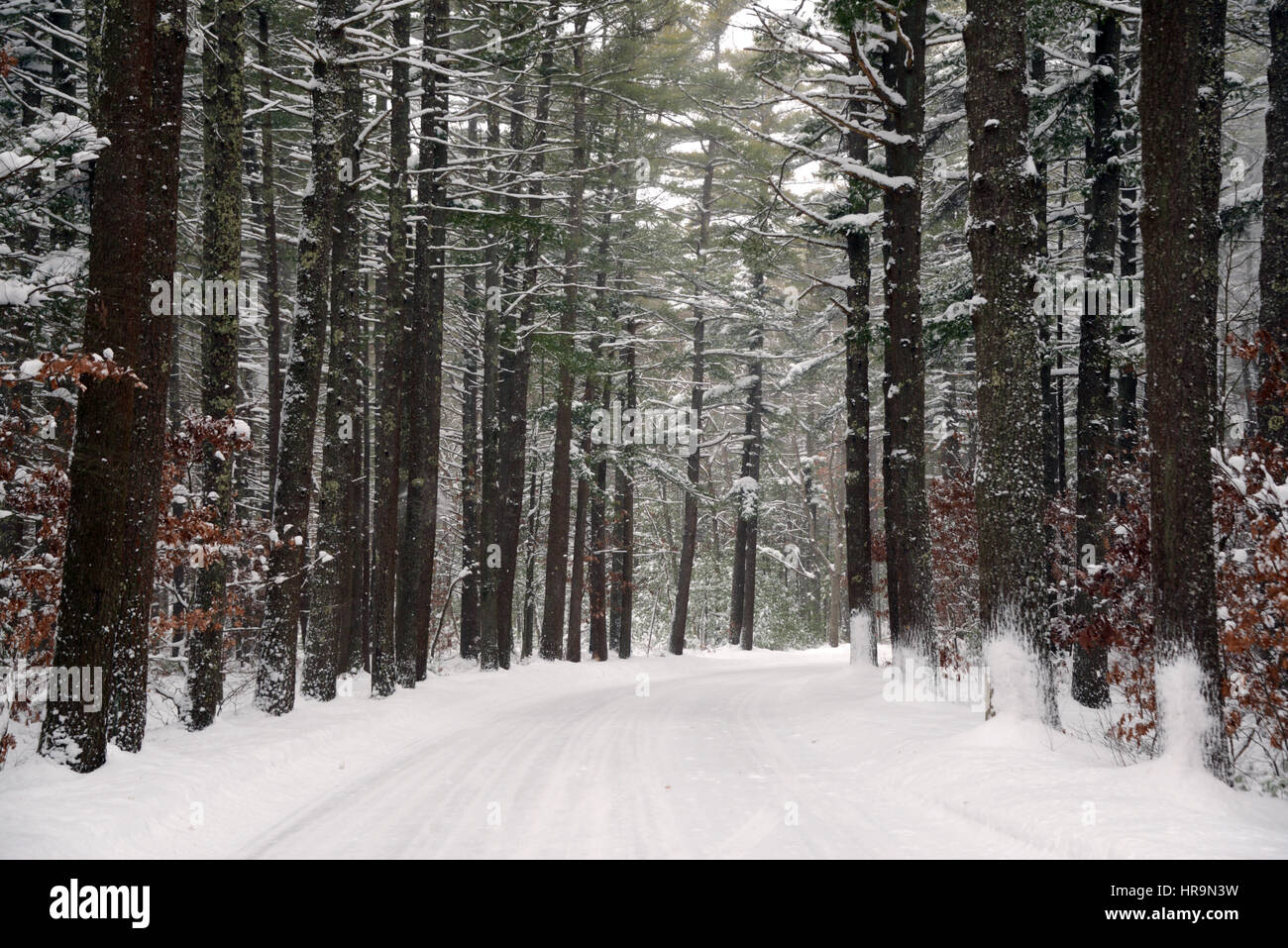 Wooded snow scene hi-res stock photography and images - Alamy