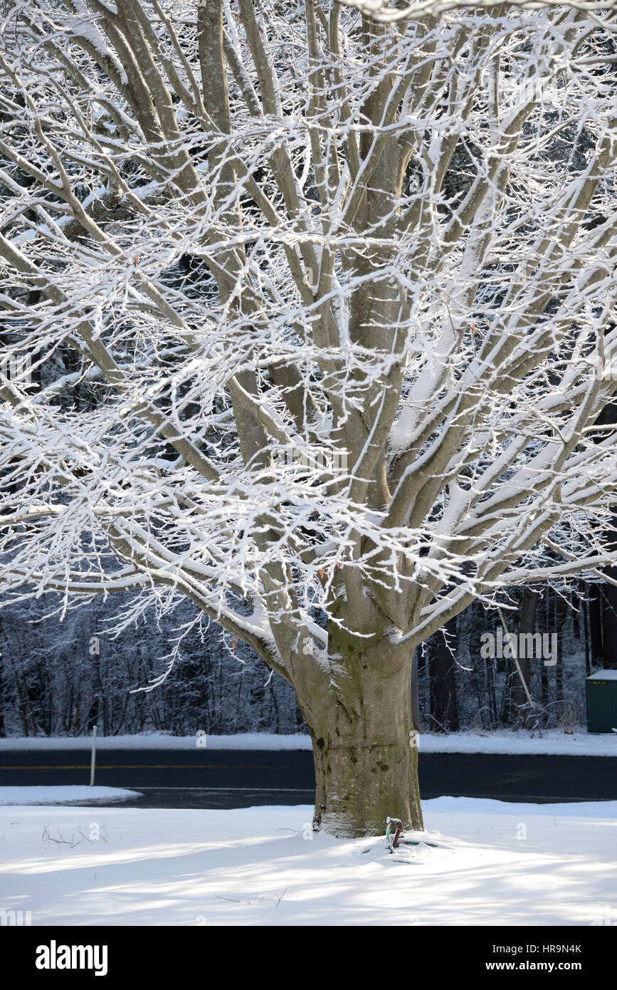 Snowy tree hi-res stock photography and images - Alamy