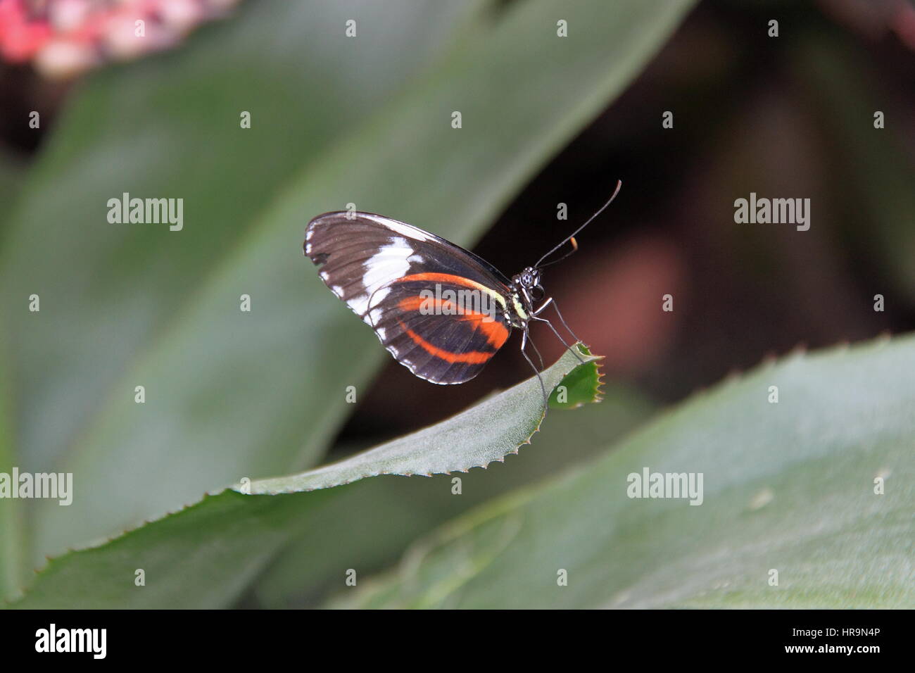 Heliconius cydno hi-res stock photography and images - Alamy