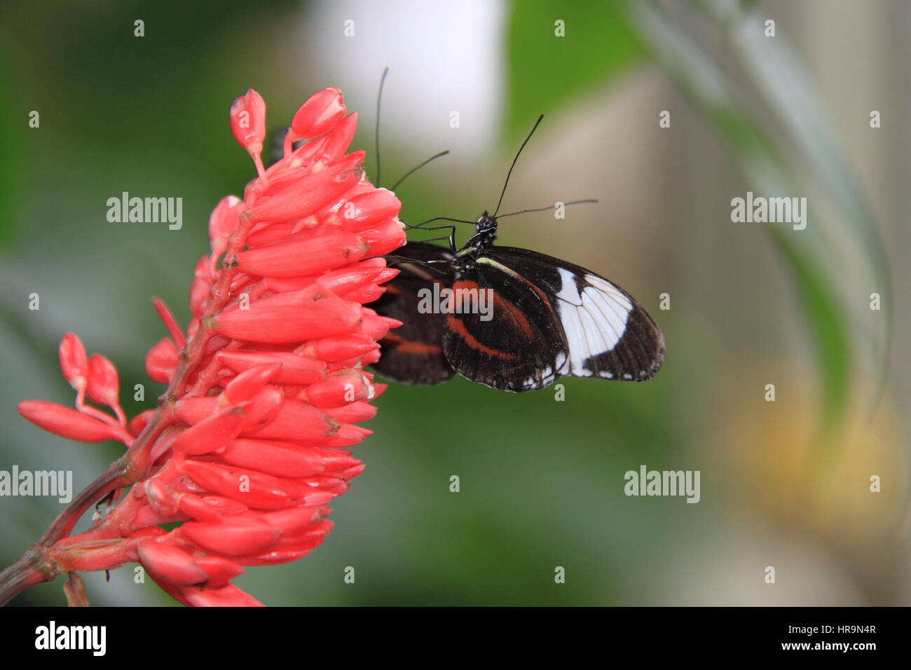 Cydno Longwing (Heliconius Cydno). Butterflies in the Glasshouse 2017, RHS Garden Wisley, Woking ...