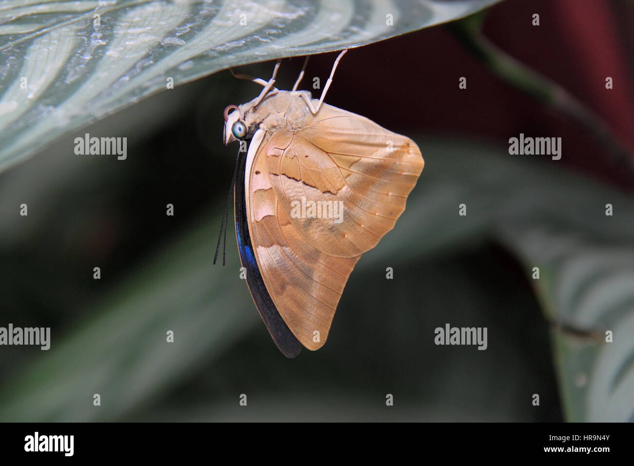 One-spotted Prepona. Butterflies in the Glasshouse 2017, RHS Garden ...