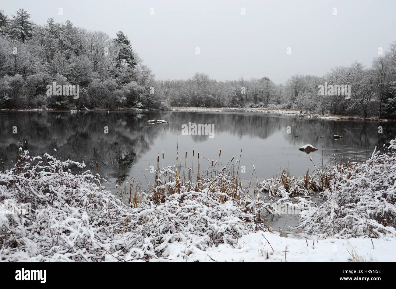 Pond surrounded by trees hi-res stock photography and images - Alamy