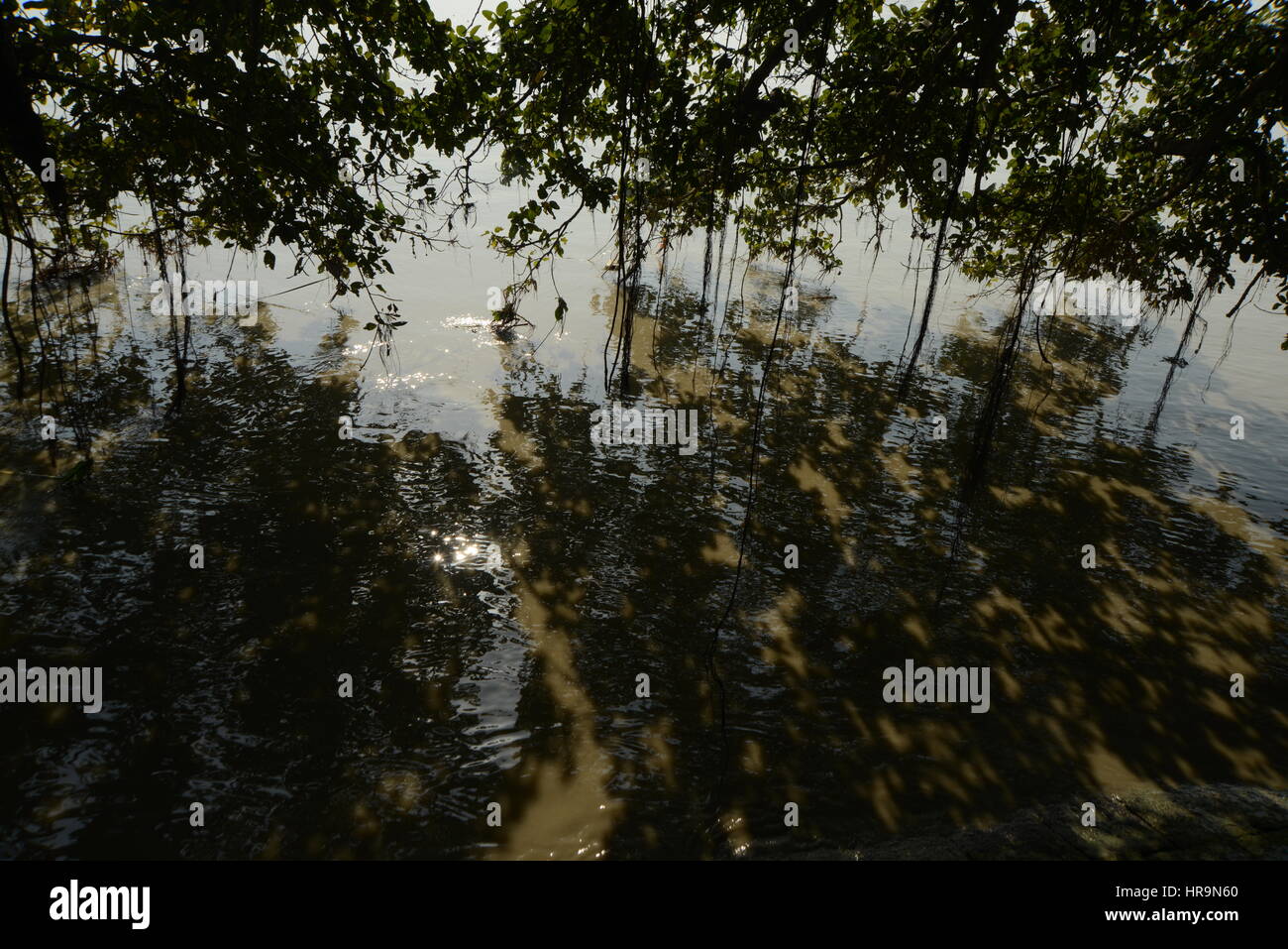 Shadow of Tree Fallen on River Water Stock Photo - Alamy