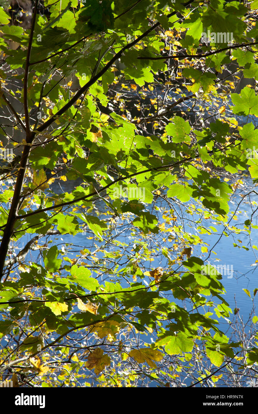 English maple tree hi-res stock photography and images - Alamy