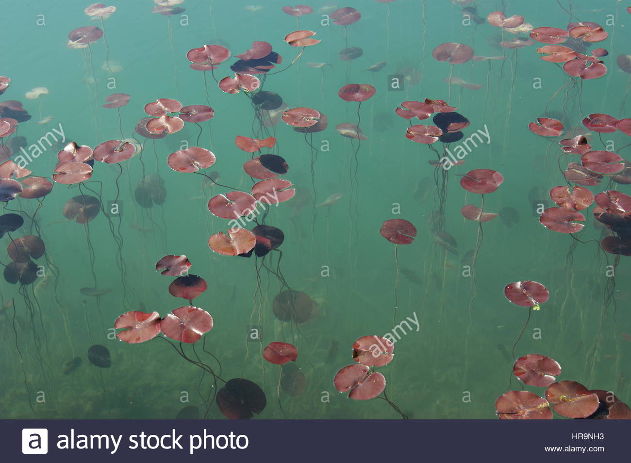 Lago Di Bled High Resolution Stock Photography and Images - Alamy