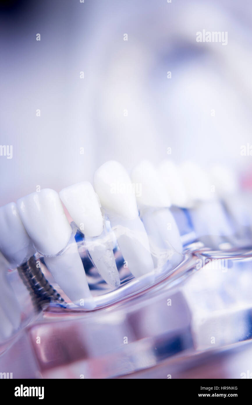 Dentists tooth plastic model used for teaching hi-res stock photography ...