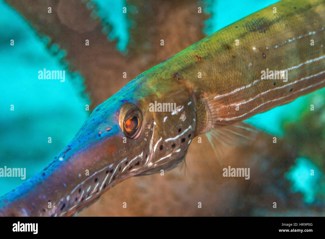 trumpetfish, Aulostomus maculatus, is a long-bodied fish with an ...