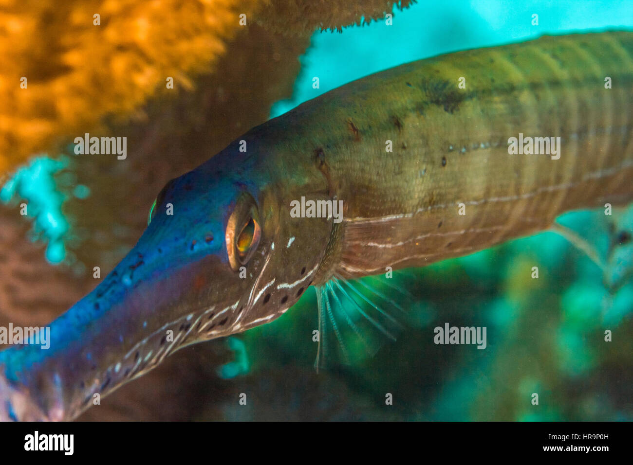 trumpetfish, Aulostomus maculatus, is a long-bodied fish with an ...
