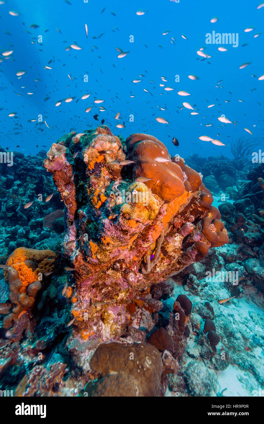 Orange elephant ear sponge hi-res stock photography and images - Alamy