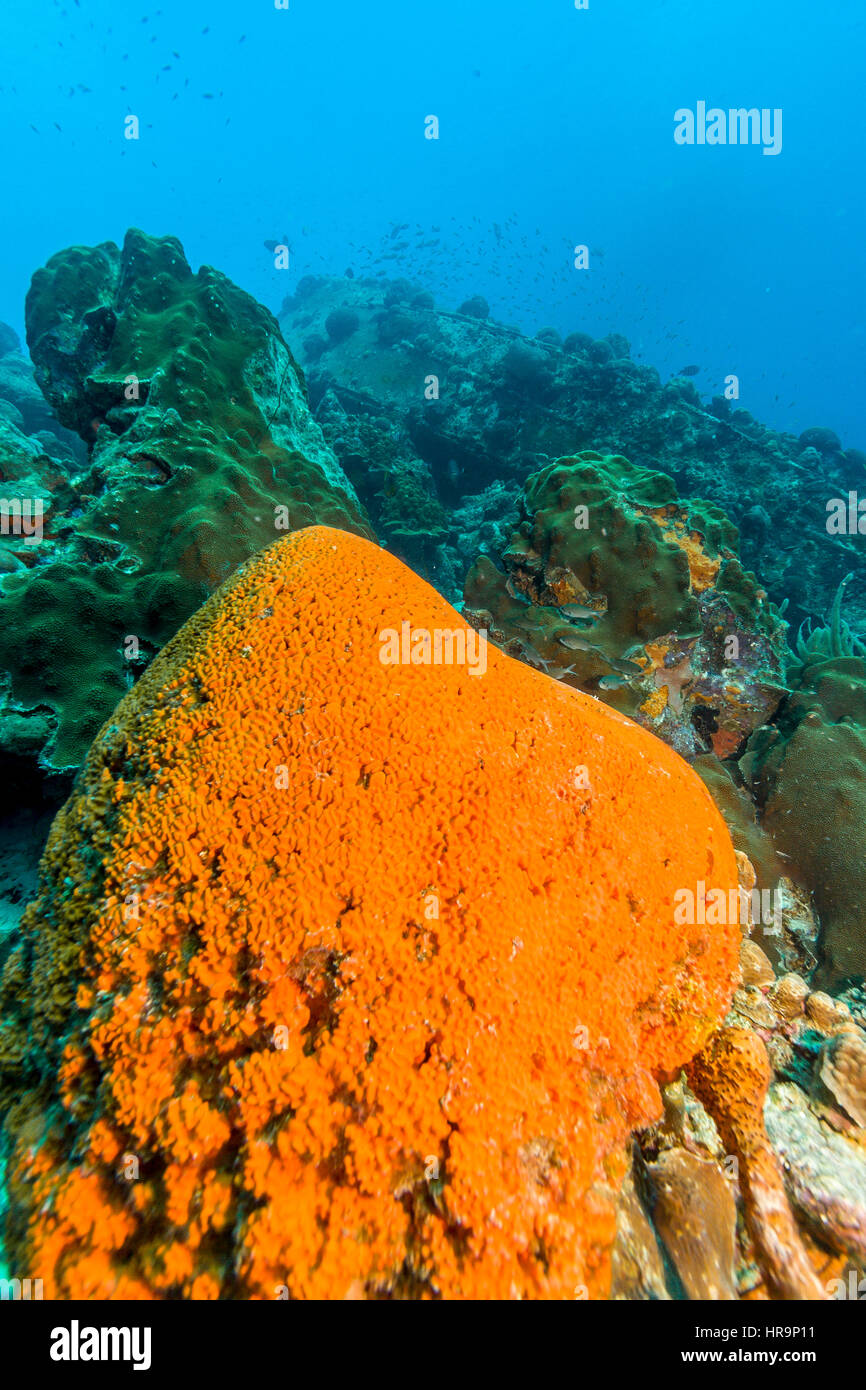 Agelas clathrodes, also known as the orange elephant ear sponge, is a ...