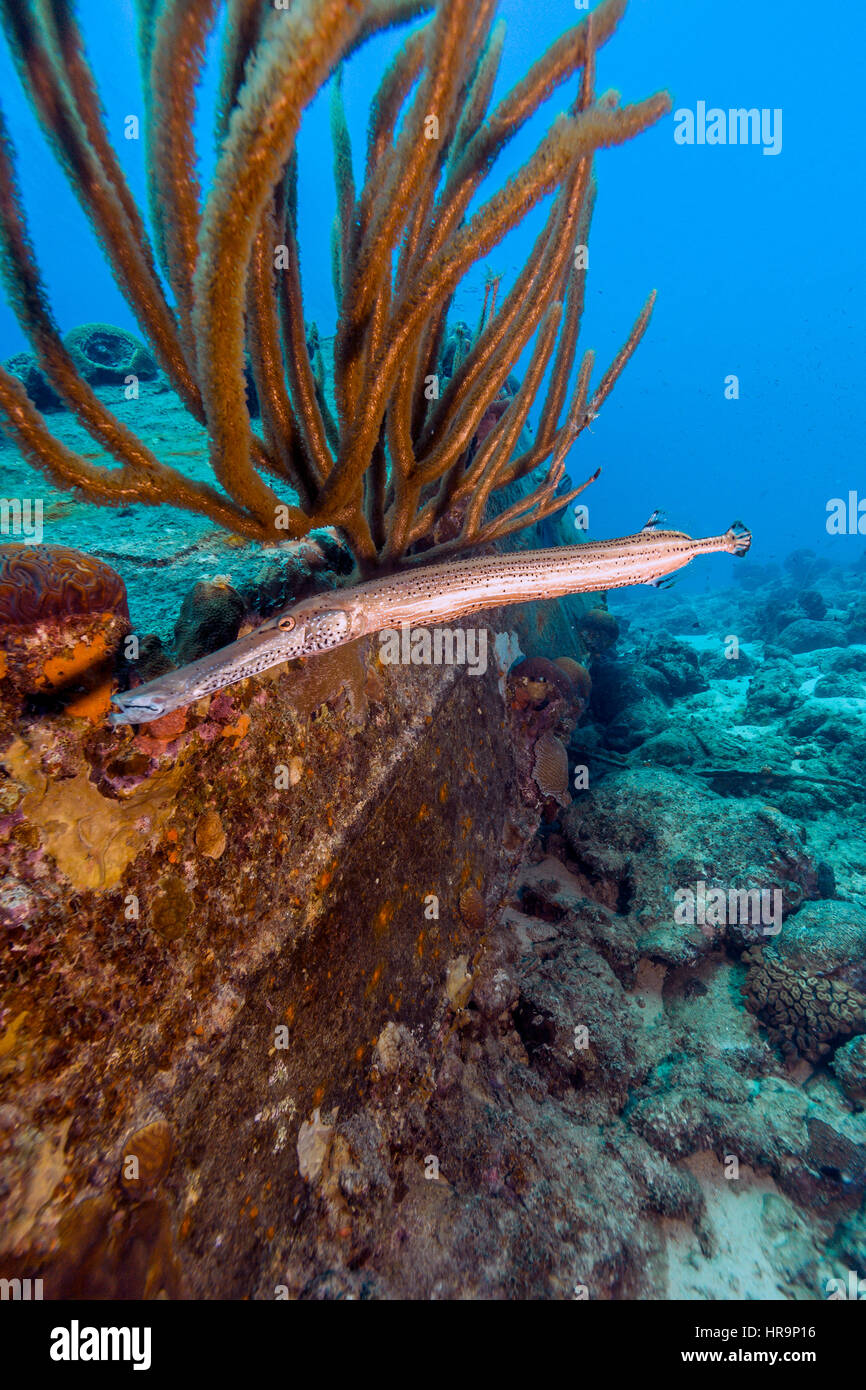 trumpetfish, Aulostomus maculatus, is a long-bodied fish with an ...
