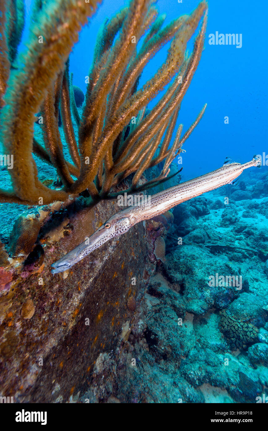 trumpetfish, Aulostomus maculatus, is a long-bodied fish with an ...