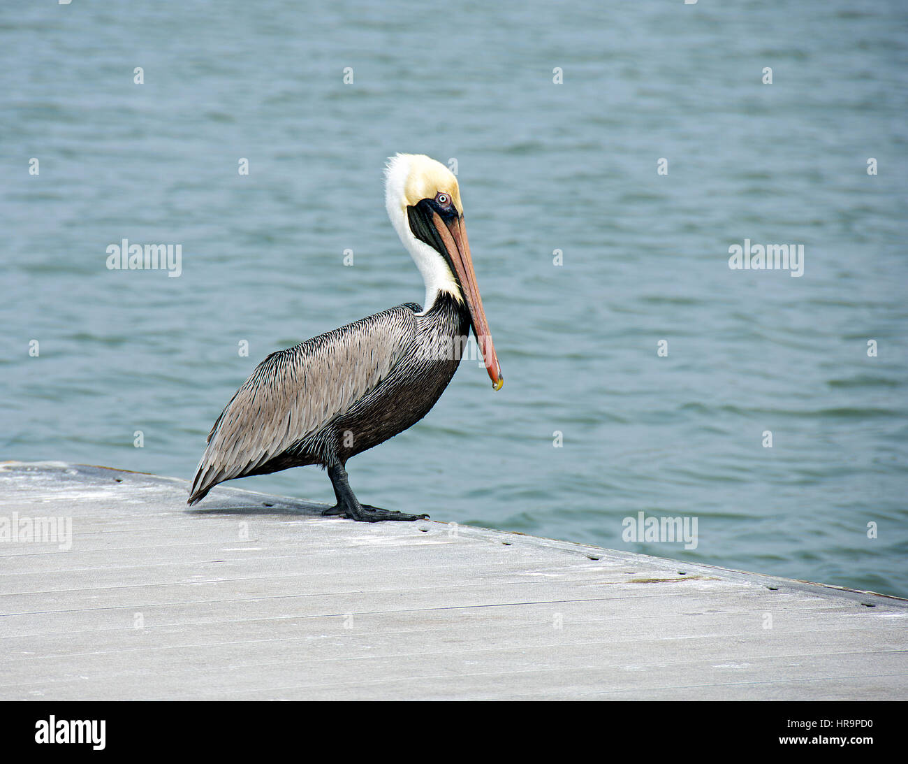 Florida pelican on ocean pier Stock Photo - Alamy