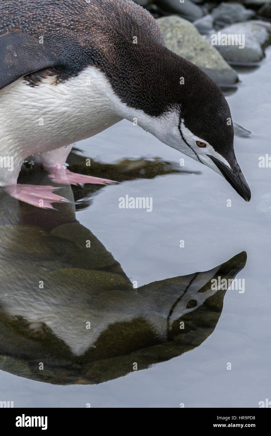 A chinstrap penguin (Pygoscelis antarcticus) and its reflection in a ...