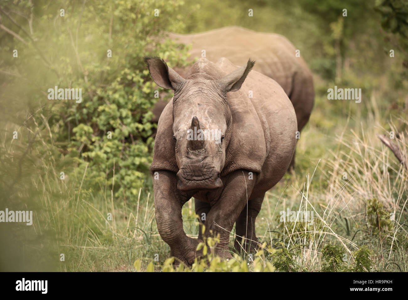 Rhinosaurus High Resolution Stock Photography and Images - Alamy