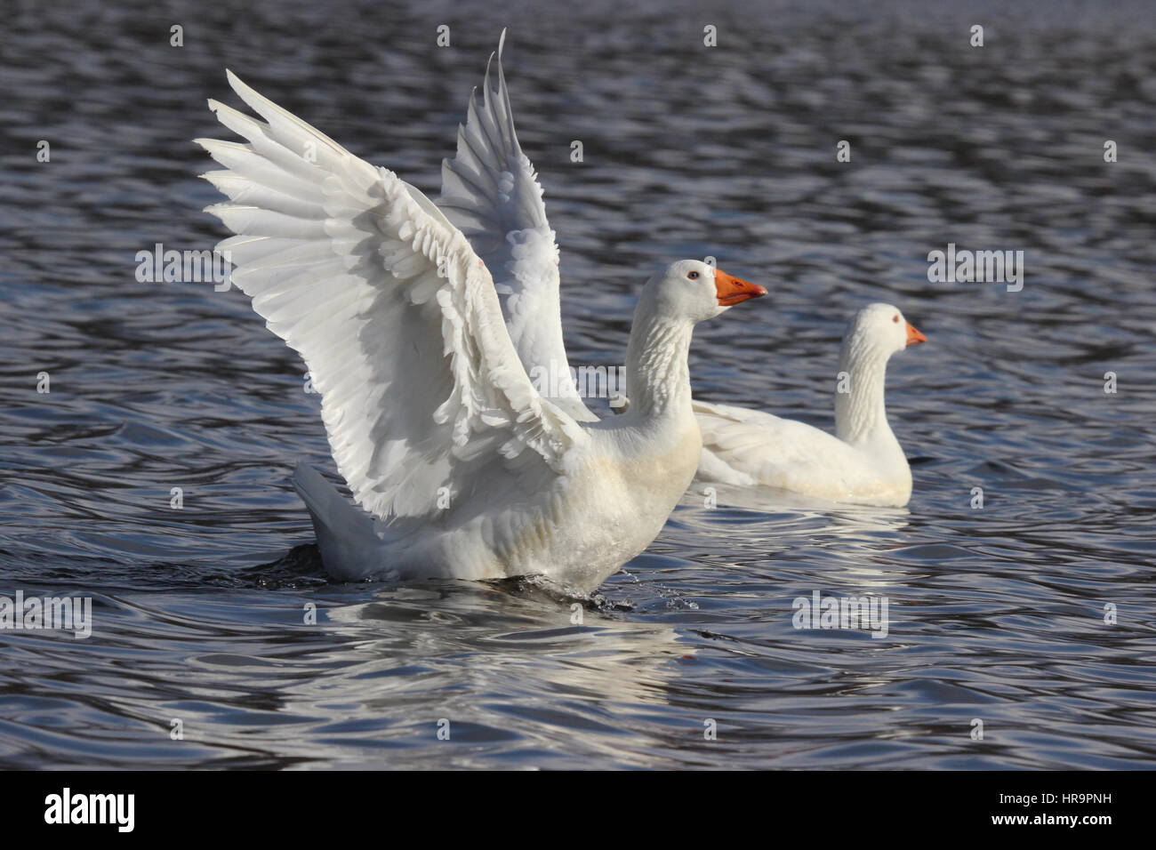A white goose flapping it's wings Stock Photo - Alamy