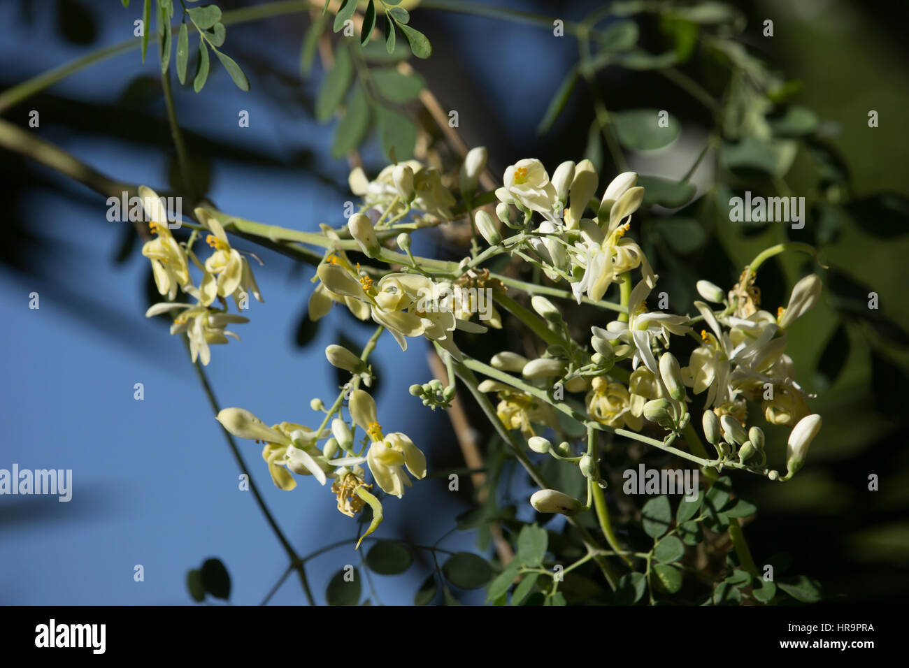 Close up White flower of Horse radish tree Stock Photo - Alamy
