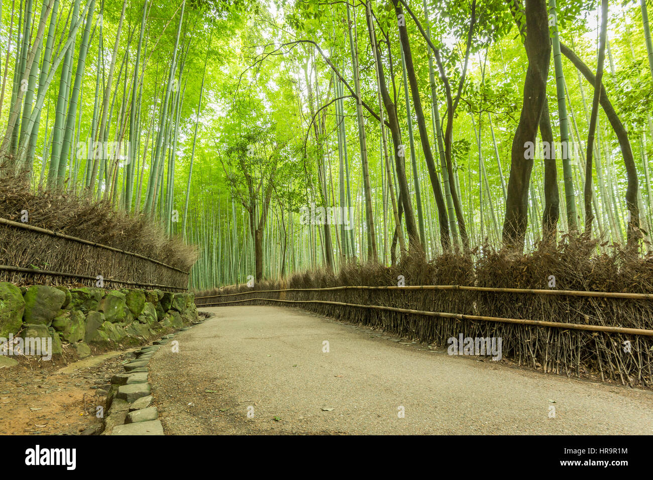 Arashiyama bamboo grove hi-res stock photography and images - Alamy