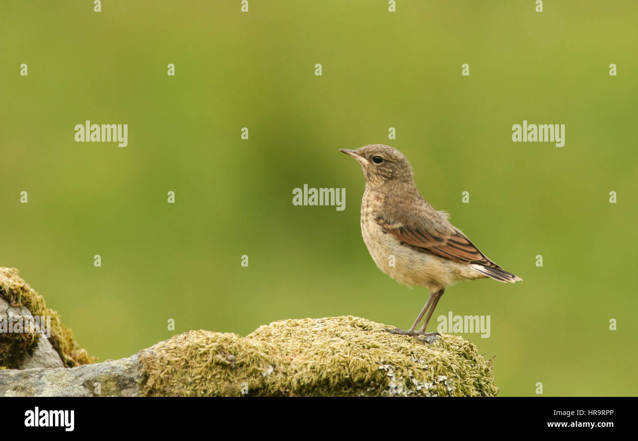 Ground Dwelling Bird High Resolution Stock Photography and Images - Alamy