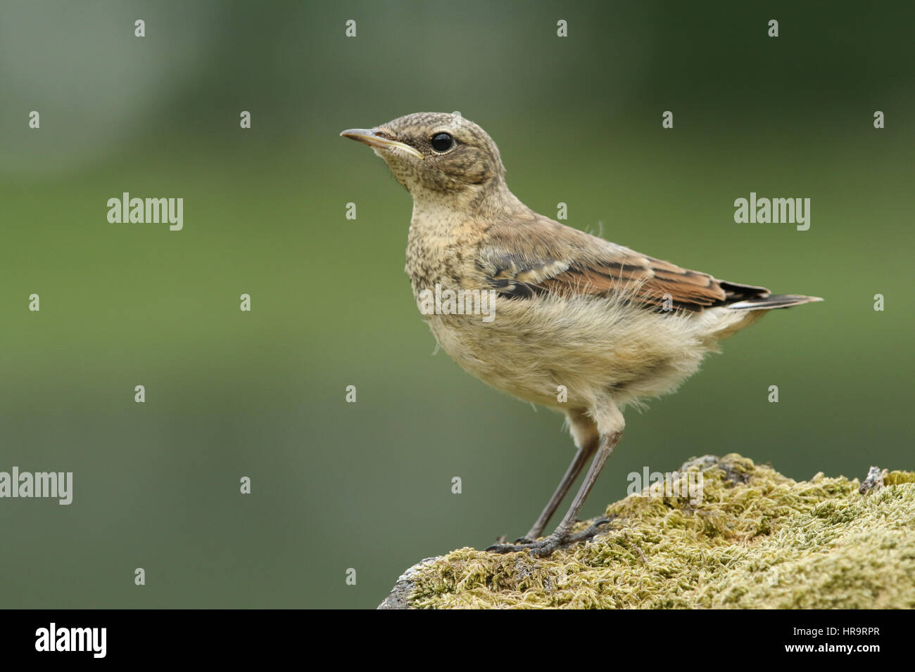 Baby wheatear hi-res stock photography and images - Alamy
