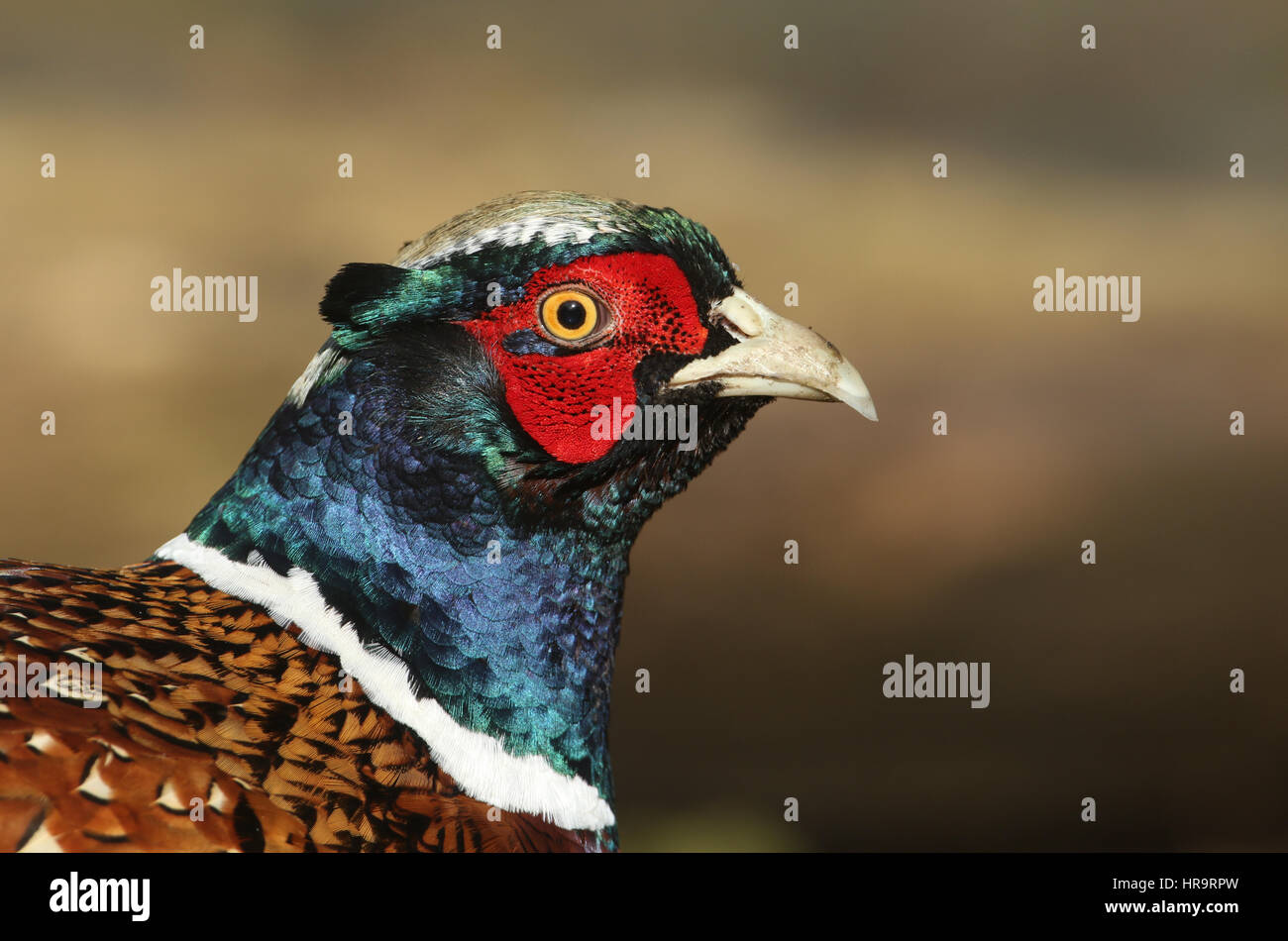 Golden pheasant male uk hi-res stock photography and images - Alamy