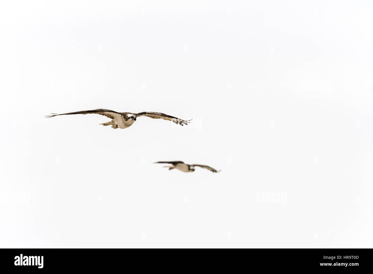 Wildlife breeding season Cut Out Stock Images & Pictures - Alamy