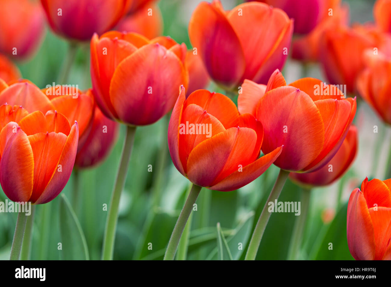fresh red spring growing tulips on field closeup Stock Photo - Alamy