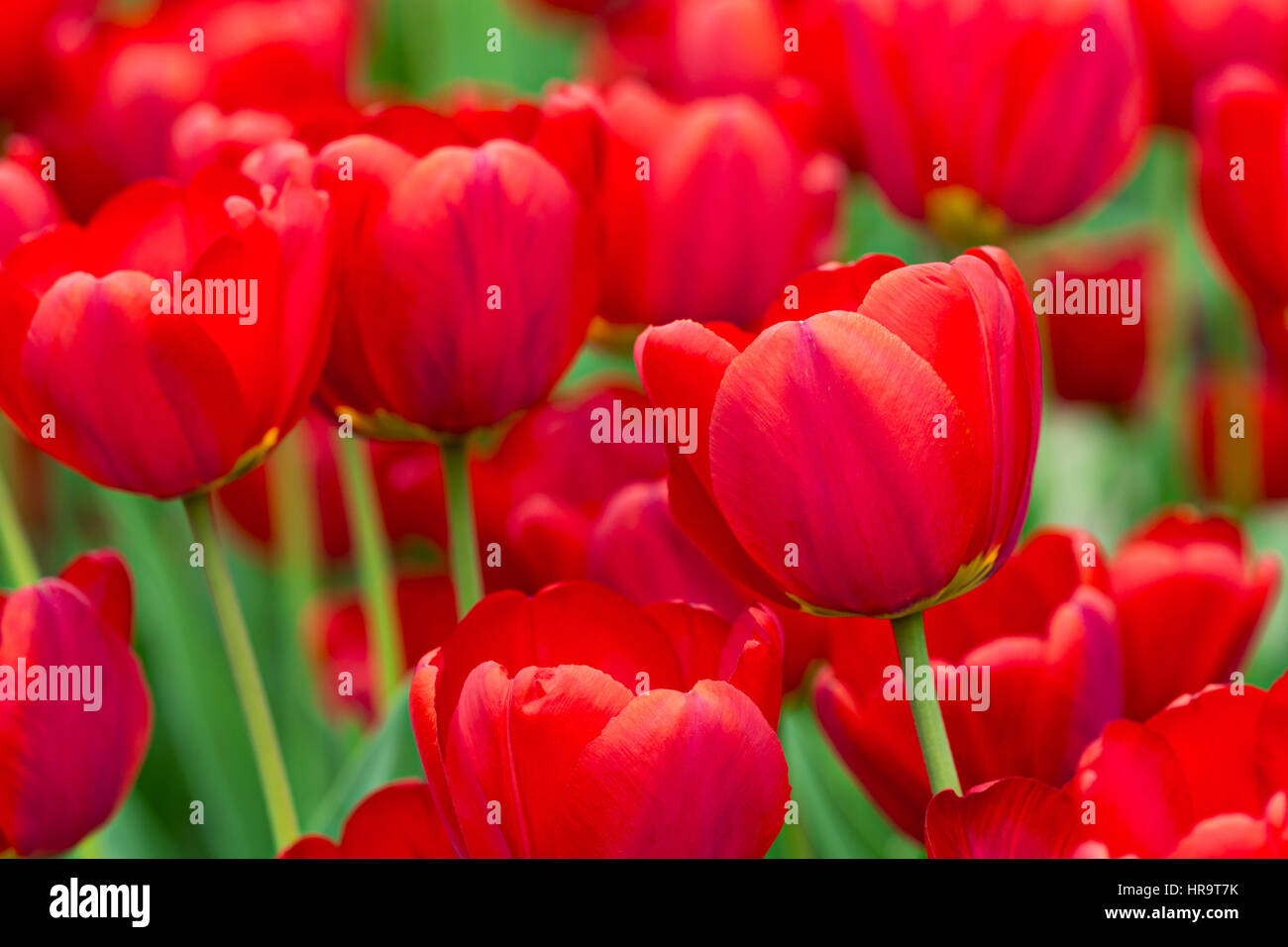Beautiful field group growing hi-res stock photography and images - Alamy