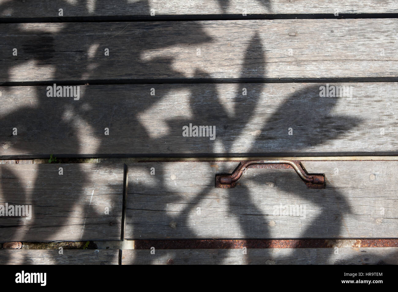 Night foliage shadows hi-res stock photography and images - Alamy