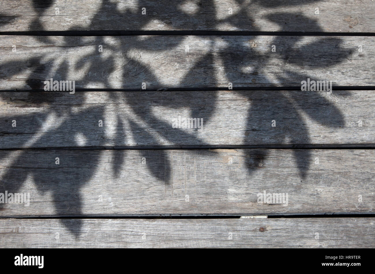 Night foliage shadows hi-res stock photography and images - Alamy