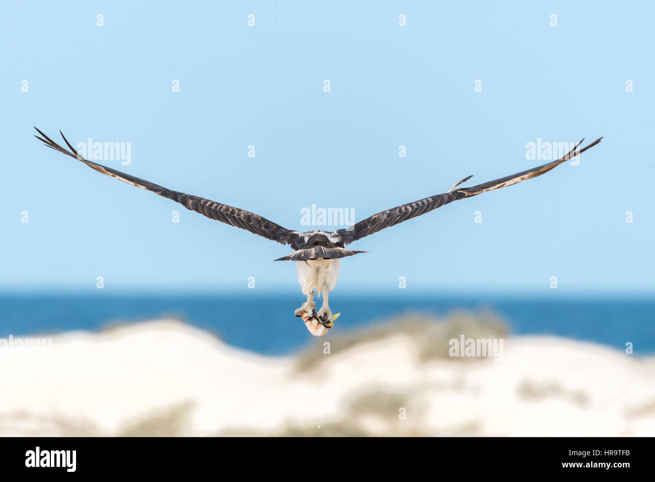 Osprey in breeding season Stock Photo - Alamy