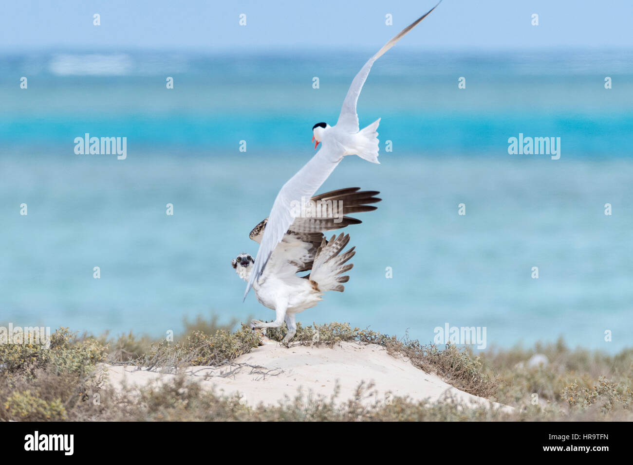 Osprey in breeding season Stock Photo - Alamy