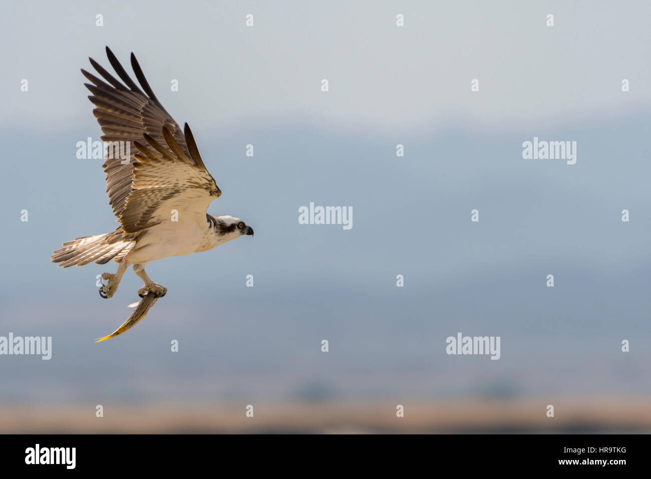 Osprey in breeding season Stock Photo - Alamy