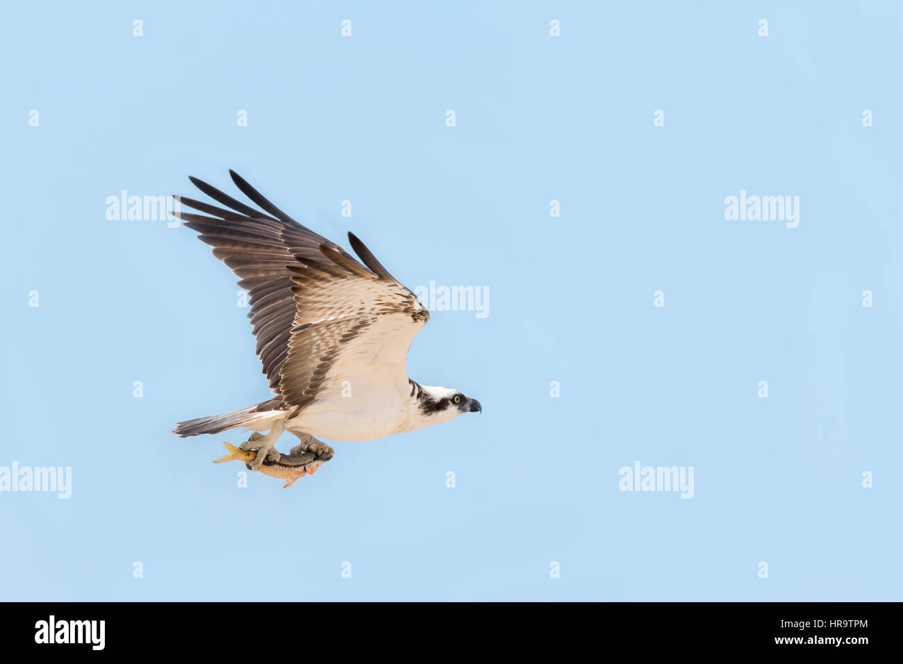 Osprey in breeding season Stock Photo - Alamy