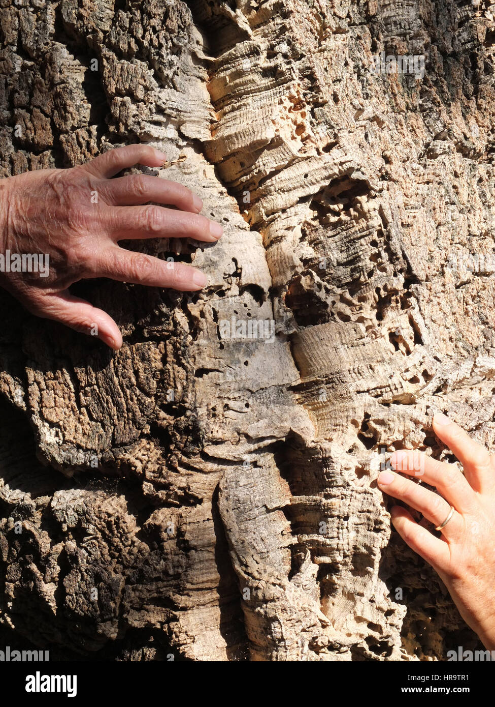 thick fissured bark of the Cork Oak, Tuscany, Italy Stock Photo - Alamy