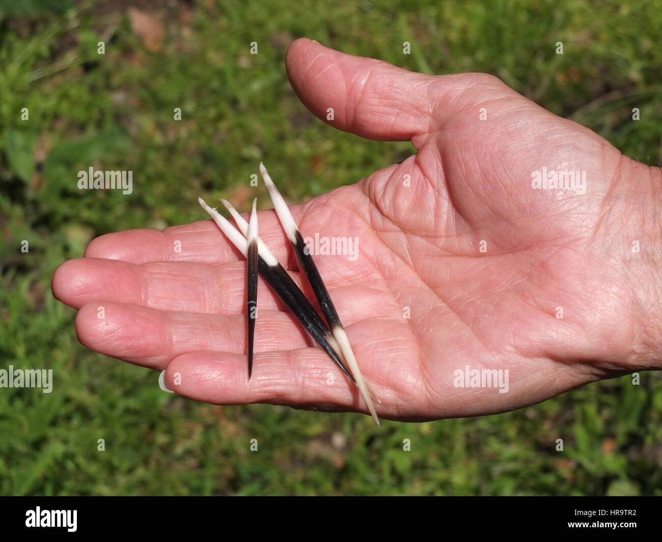 wild porcupine spines, Tuscany, Italy Stock Photo - Alamy