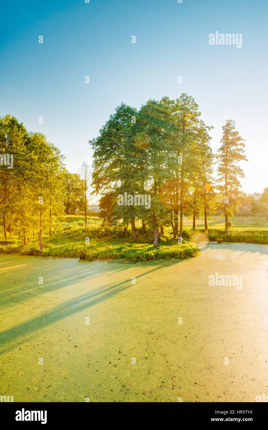 Landscape Of Summer Sunny Forest Woods And Wild Bog With Duckweed On ...