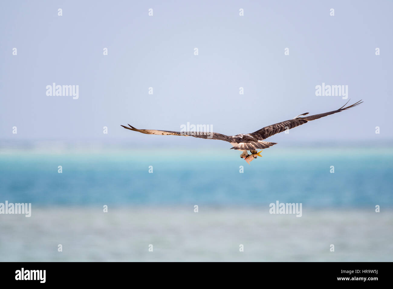 Osprey in breeding season Stock Photo - Alamy