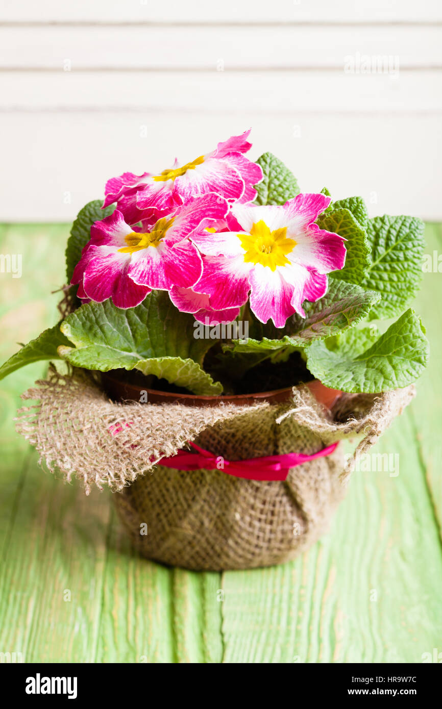 Pink spring flowers Stock Photo - Alamy