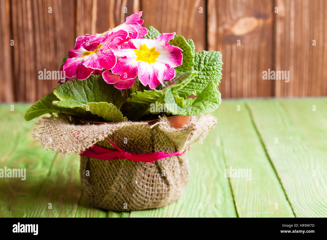 Pink spring flowers Stock Photo - Alamy