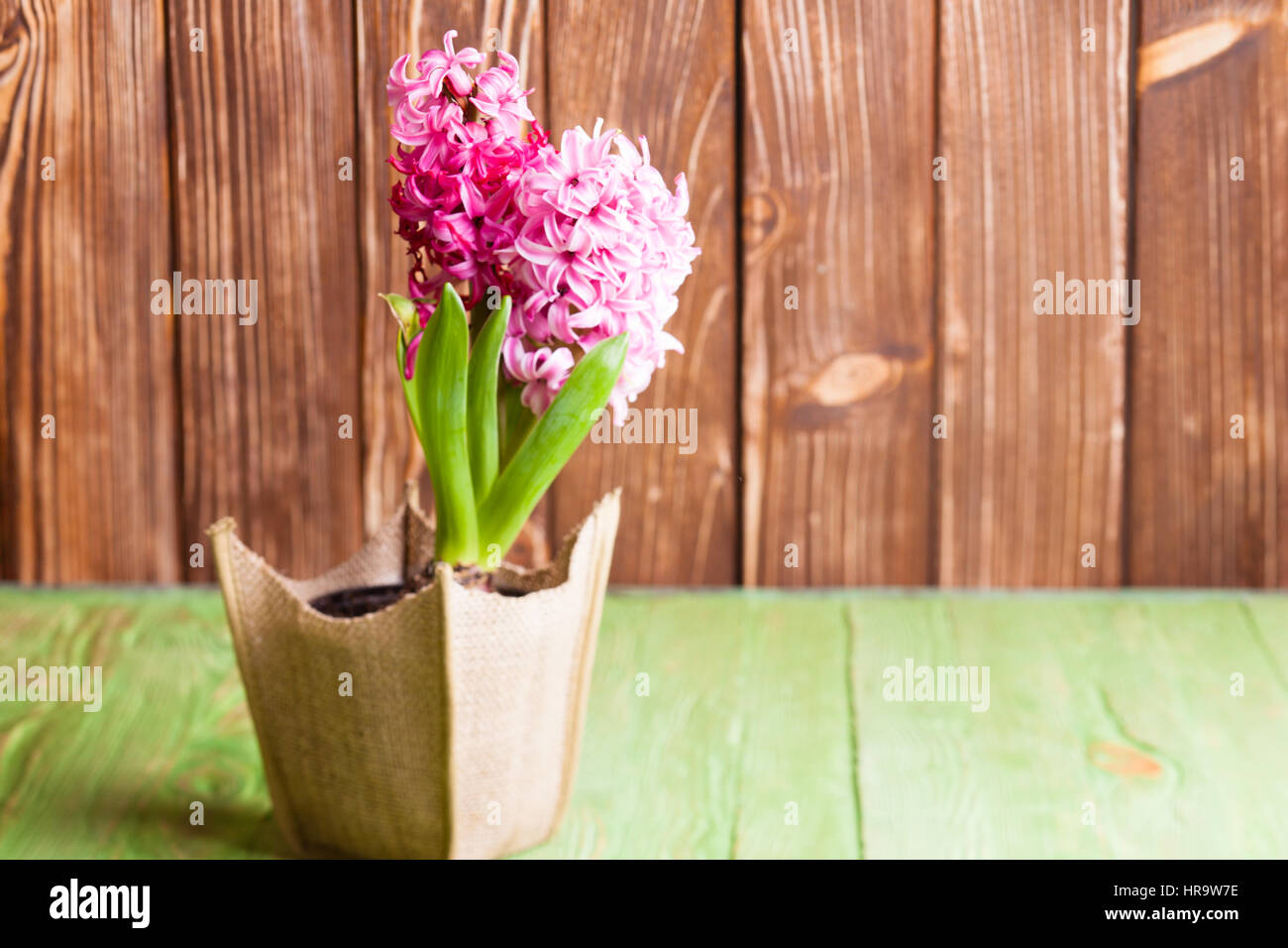 Pink spring flowers Stock Photo - Alamy