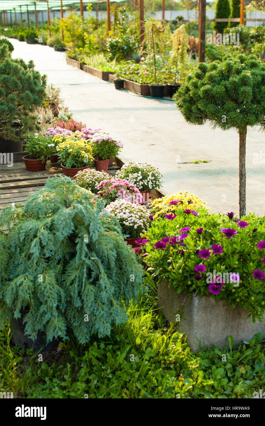 Petunia garden rows hi-res stock photography and images - Alamy