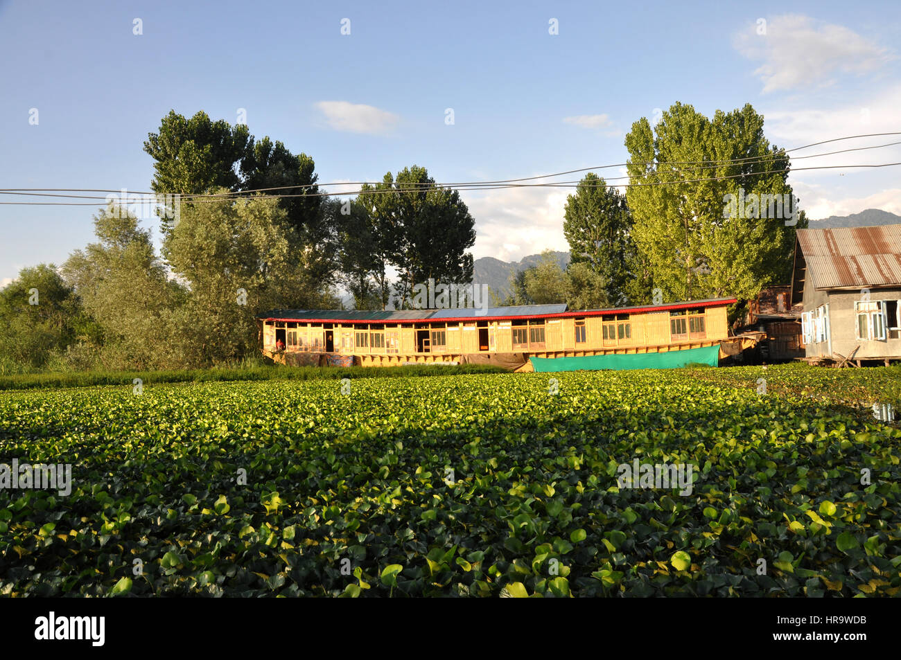 Greenery, House Boat In Dal Lake , Kashmir India (Photo Copyright © by ...